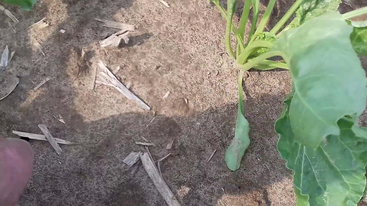 Ploegloos en het effect op bodemleven. - YouTube