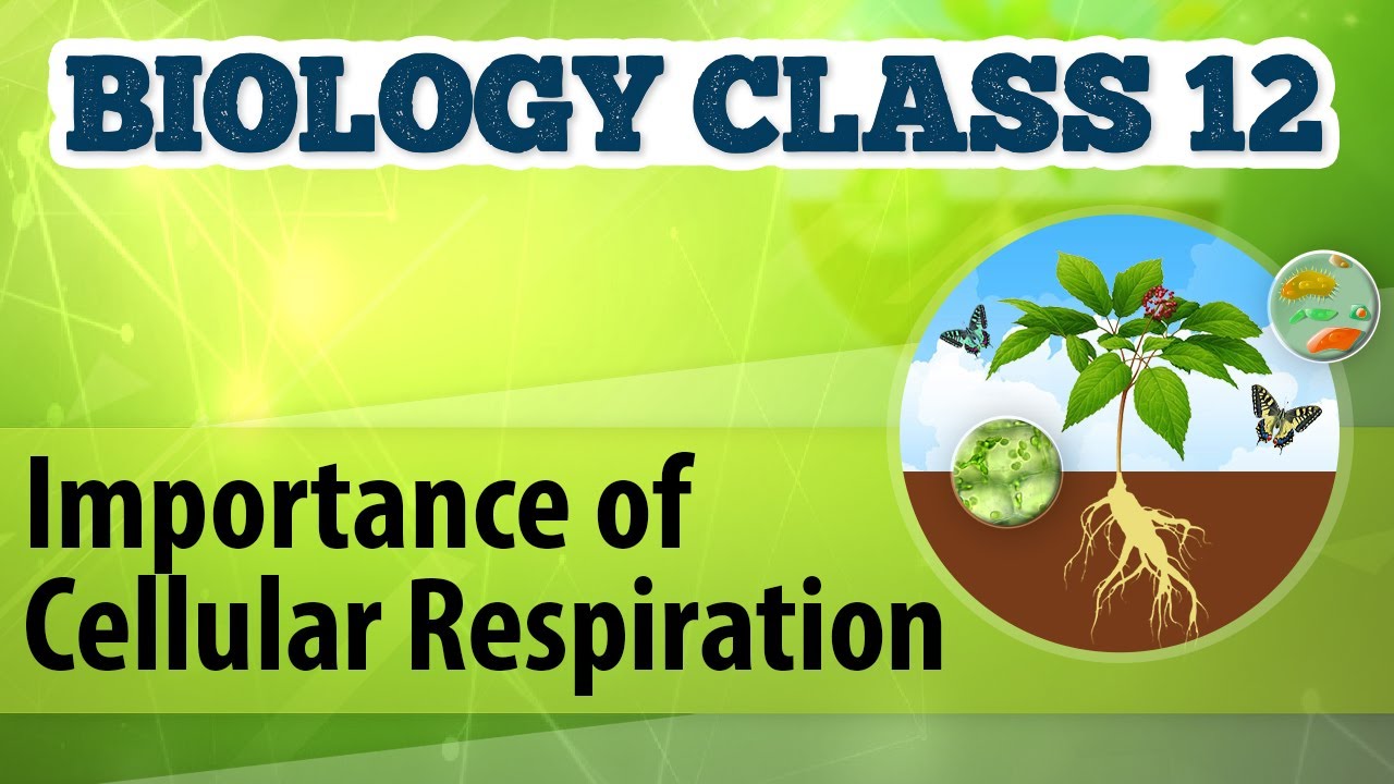 Importance of Cellular Respiration - Cellular Respiration in Plants ...