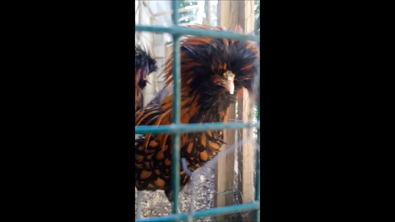 Fizan Tavuk - YouTube