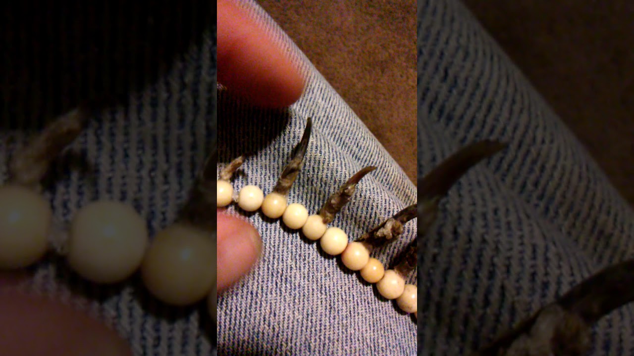 Red Tail Hawk talon necklace - YouTube