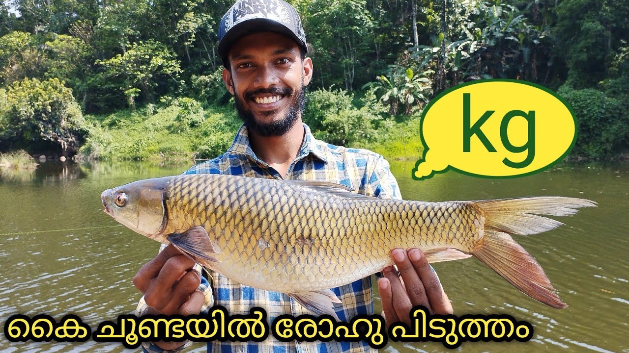 രോഹു പിടുത്തം| carp fishing in Kerala| pamba river fishing|🎣 - YouTube