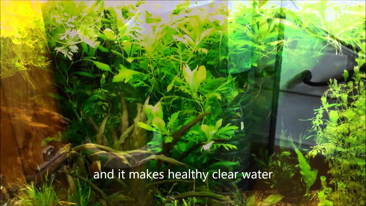 BEST Eheim Filter EVER?? - The 2227 Wet and Dry Canister Filter - YouTube