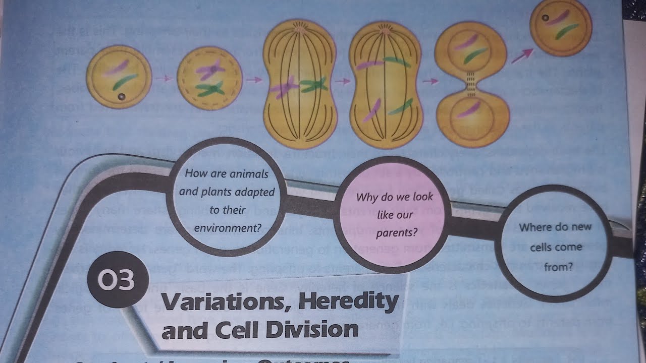 Variations, Heredaity And Cell Division - YouTube