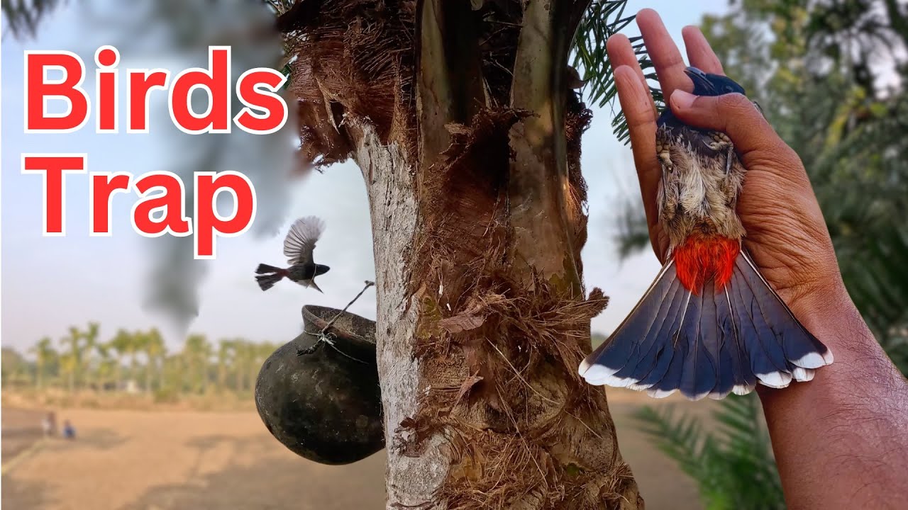 Easy Trap to Catch Birds in Palm Tree (Birds Catching Bangladesh) - YouTube