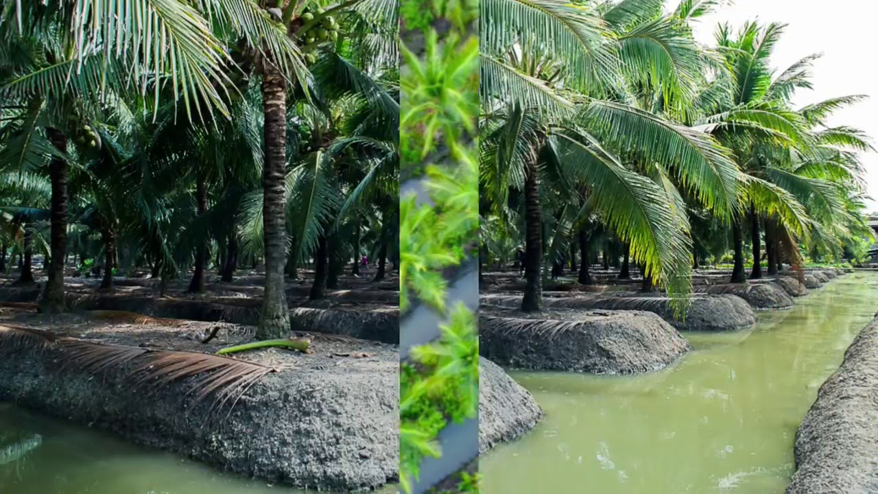 Amazing New Agriculture Technology Coconut Farm COCONUT FACTORY - YouTube