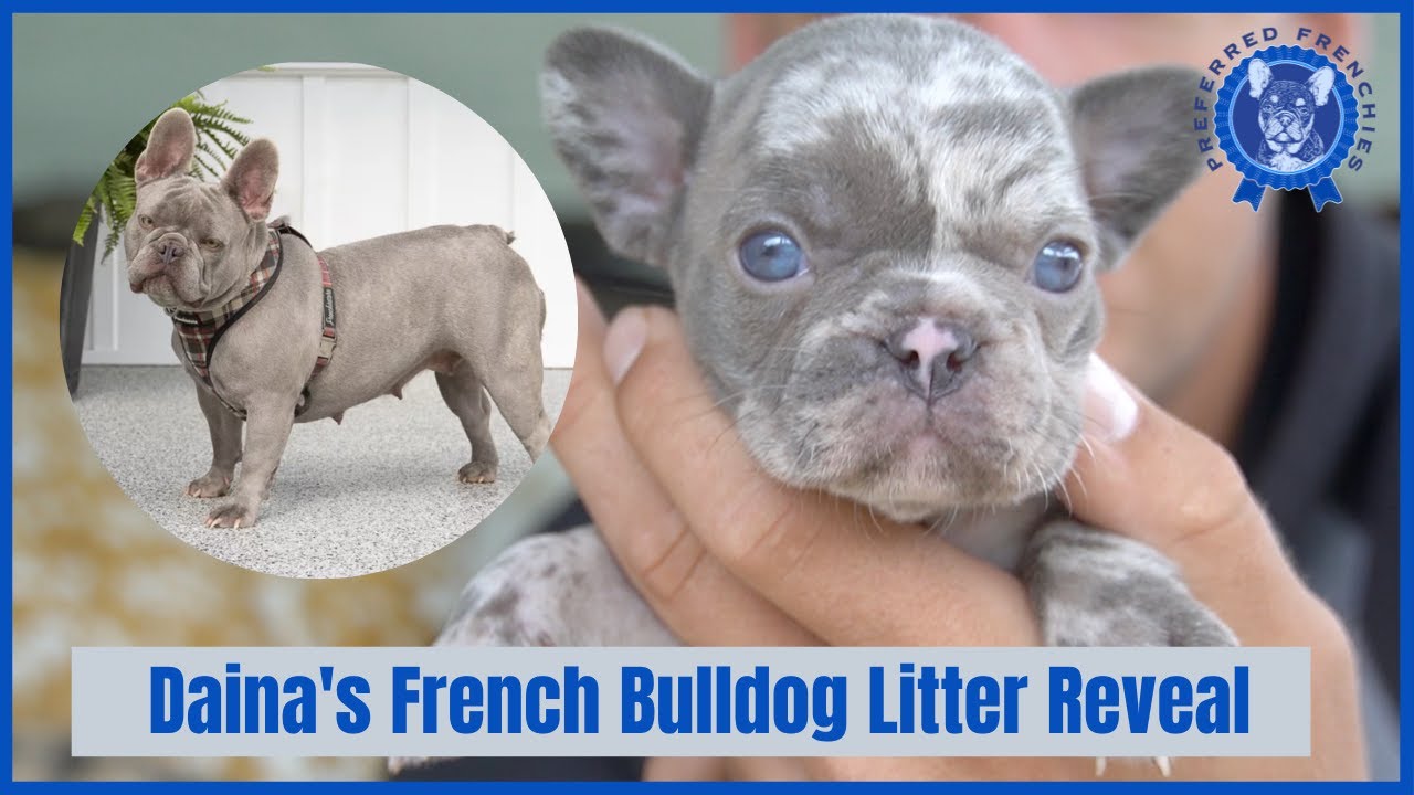 Daina's French Bulldog Litter Reveal - YouTube