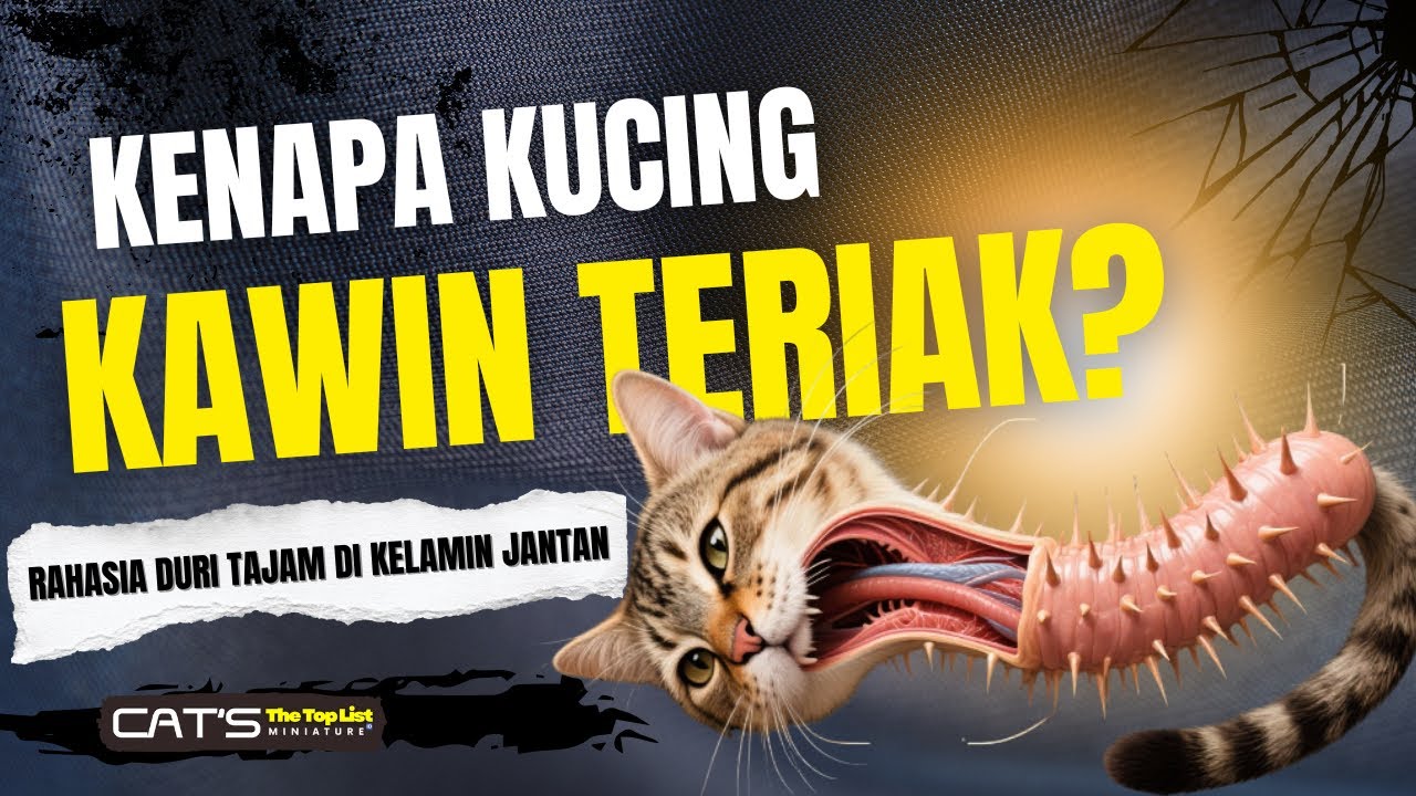 KENAPA KUCING KAWIN TERIAK DAN SALTO? Ternyata Pemicunya Benda TAJAM di ...