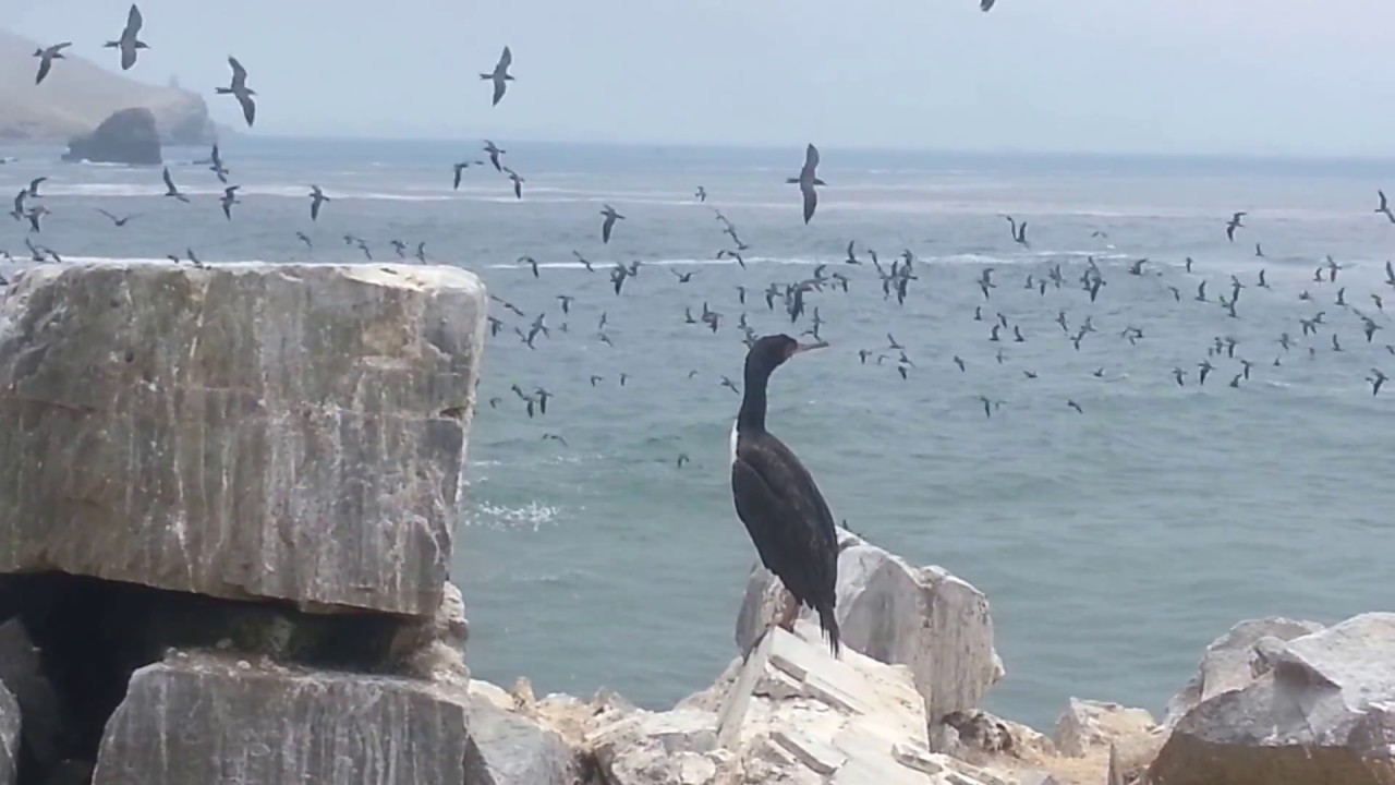La naturaleza desde la Isla del Frontón en el Callao, Perú. - YouTube
