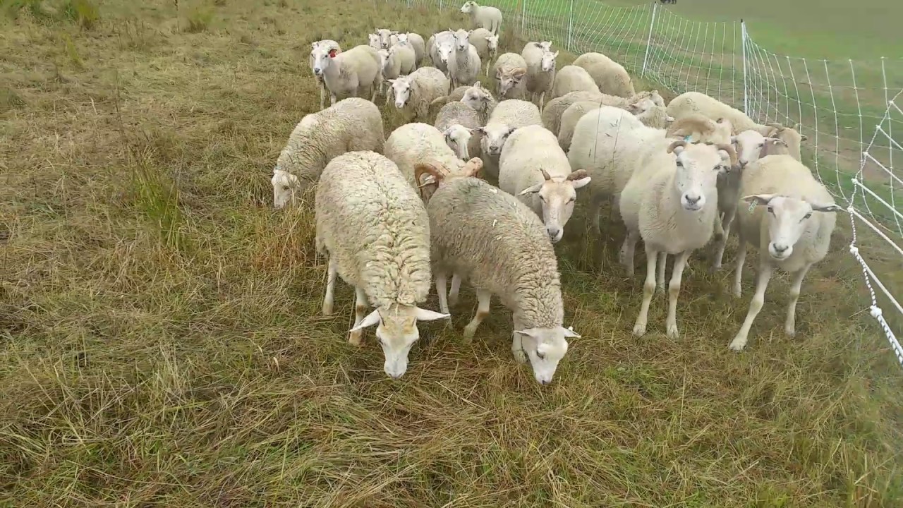 Sheep in Farm Field - YouTube