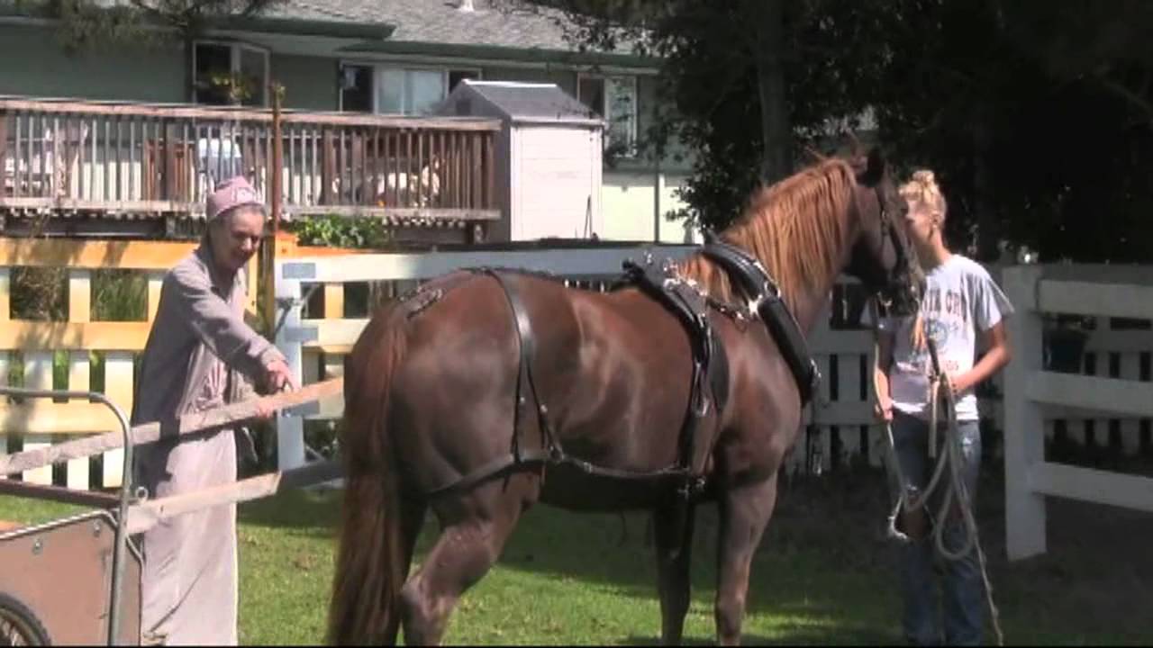 UCS 29.7 Horse Forecart Pulling Part 4 - YouTube