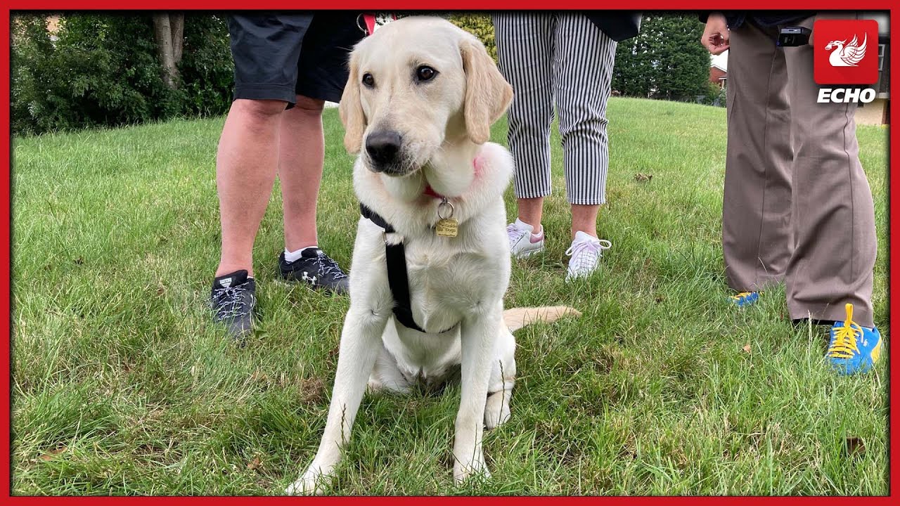 We met a guide dog in training - YouTube