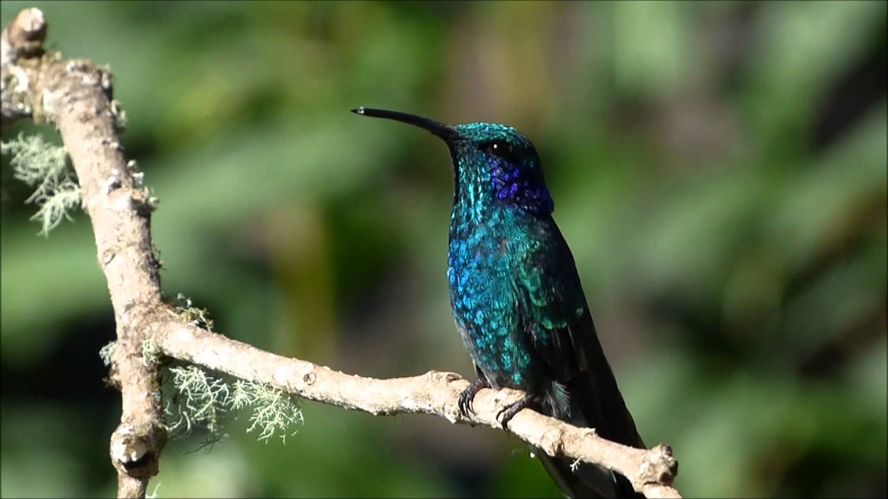 Colibrí verdemar (Colibri thalassinus) en Savegre - YouTube