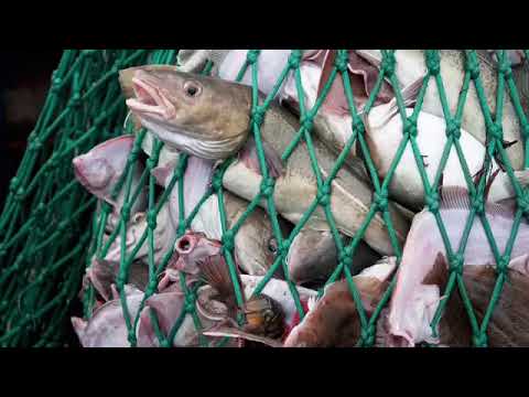 Save the fishes - YouTube