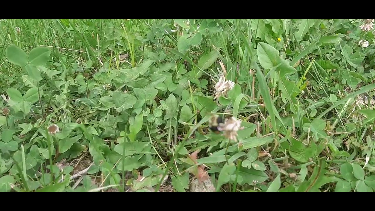 Buzz a while - YouTube