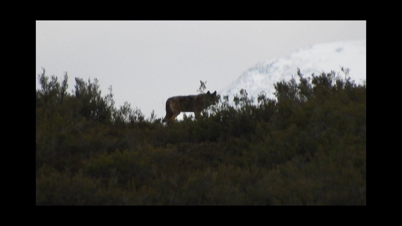 LA BELLEZA DEL MONTE (El Lobo) - GATILLO Y CARRETE - YouTube