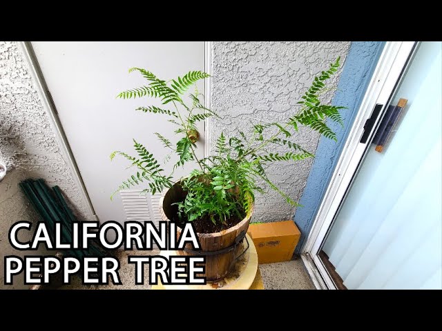 California Pepper Tree