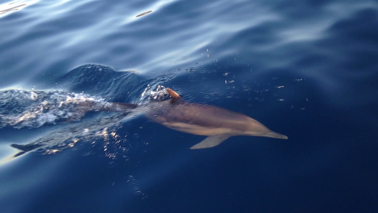 delfines mochima - YouTube