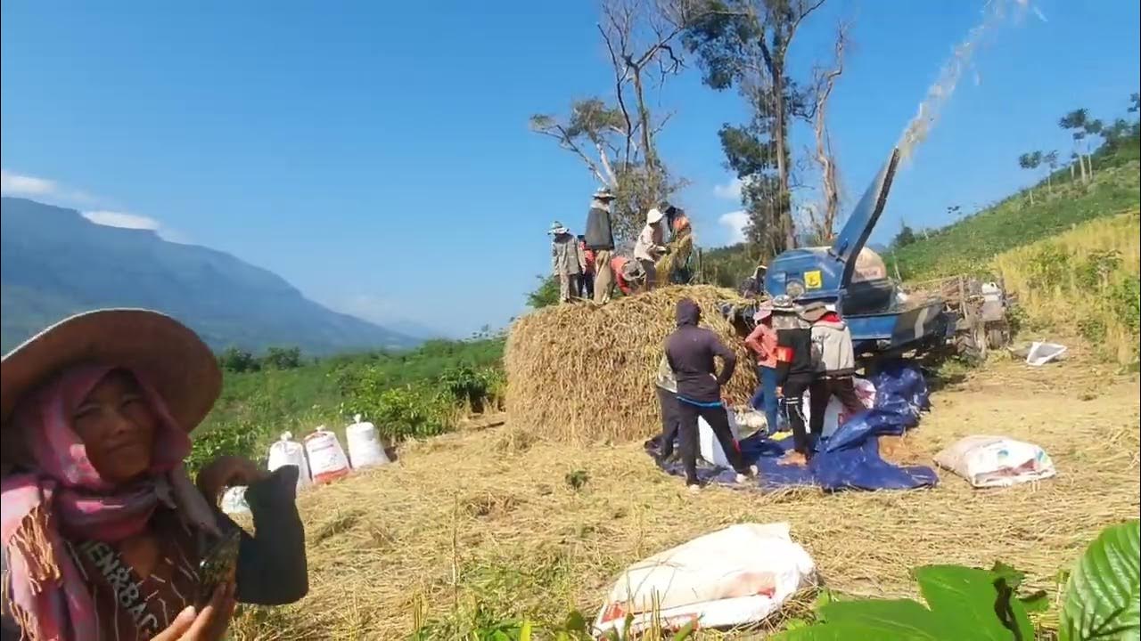 hnub no ntau txiv lawv li nplej tshav ntuj mas kub tiag2 lau - YouTube