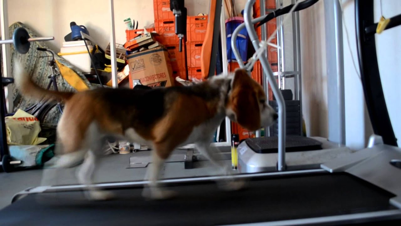 Beagle corriendo en la cinta-Beagle running on the treadmill - YouTube