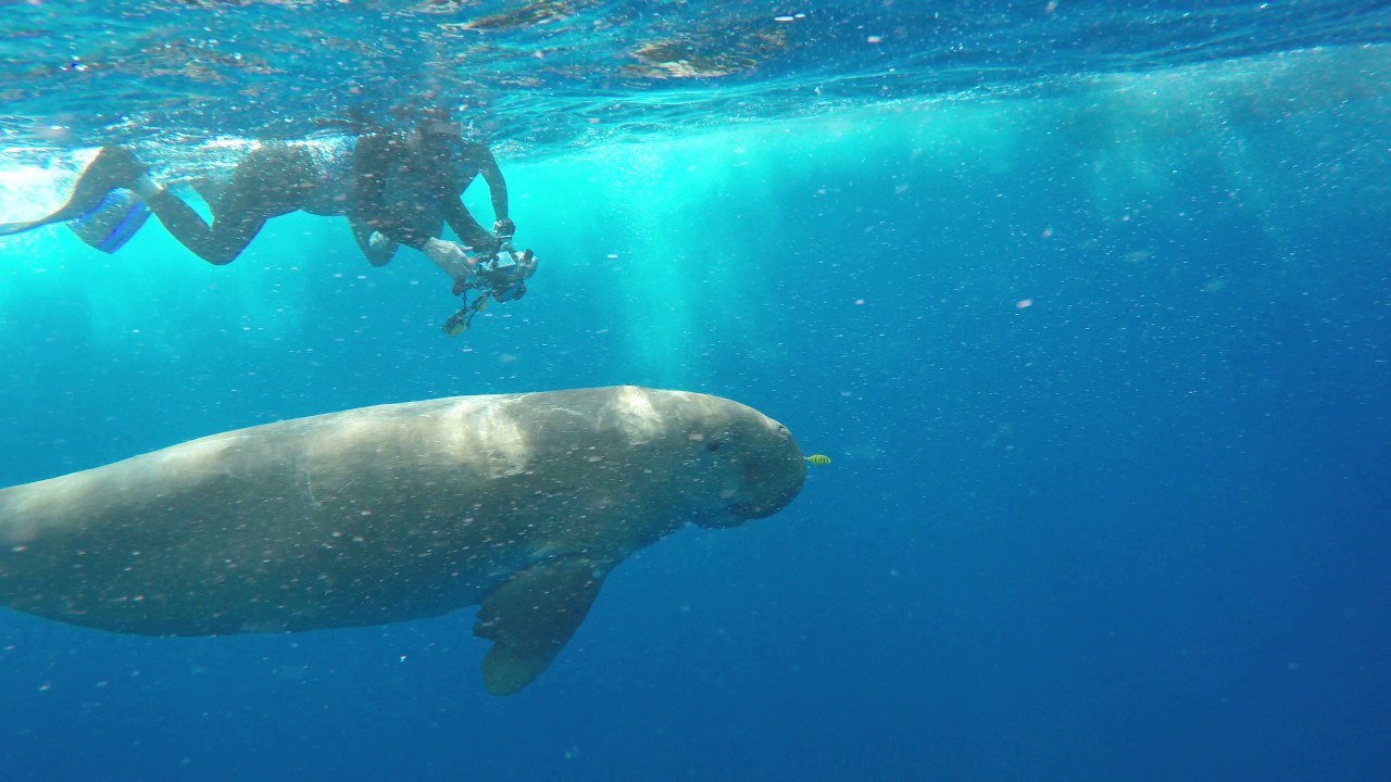 Dugong in 4K - YouTube