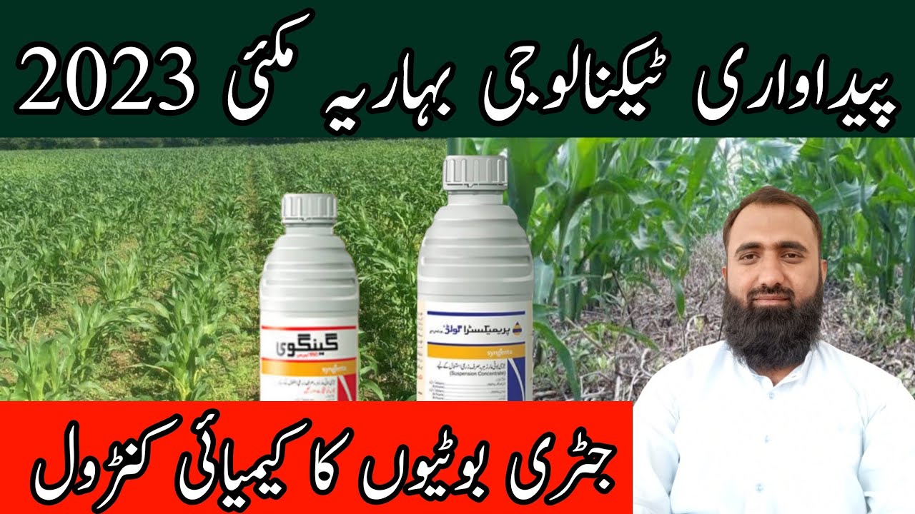 How to control weeds in spring maize || Chemical Weed Control in Maize ...