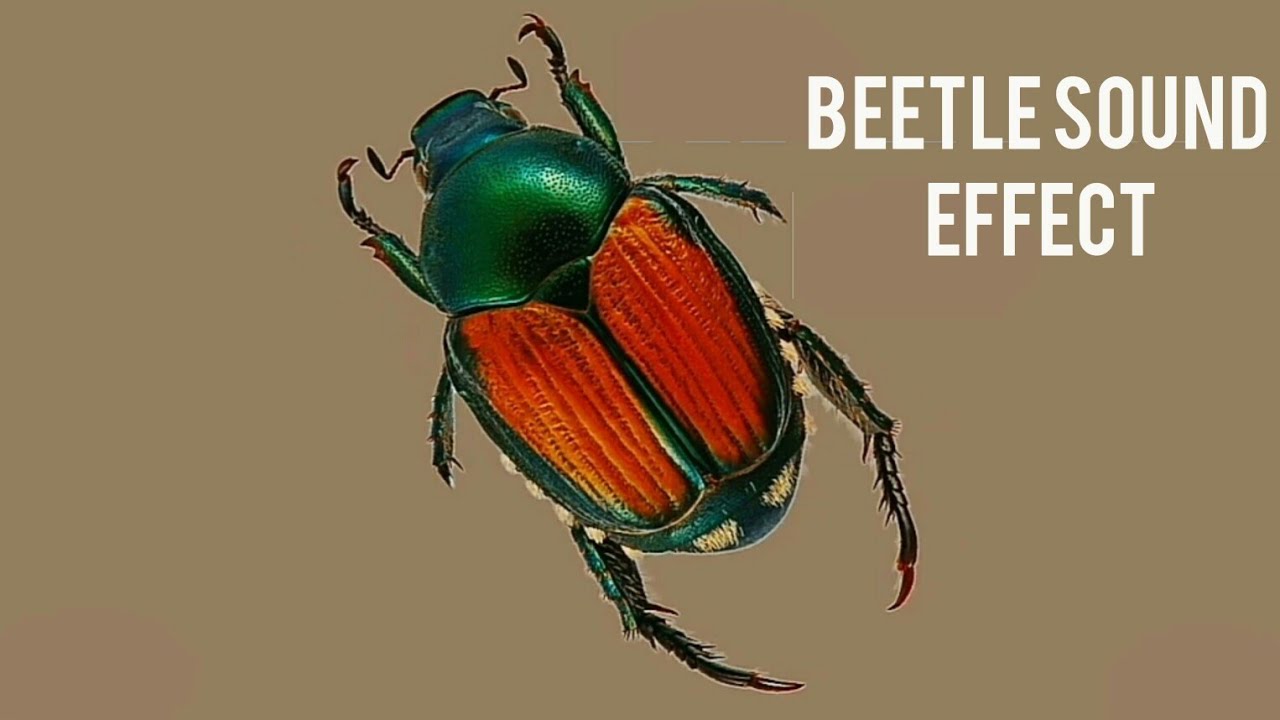 beetle sound - YouTube