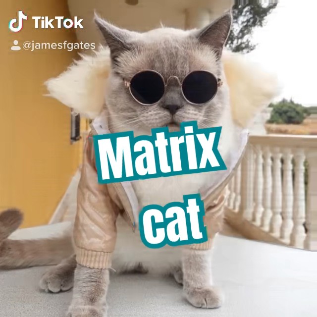 1/30/24 Matrix cat. - YouTube