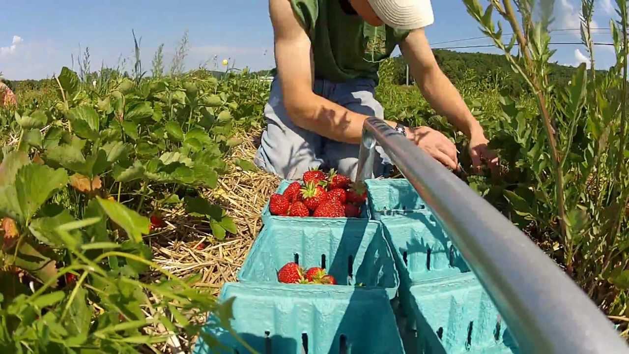Strawberry Picking Timelapse - YouTube