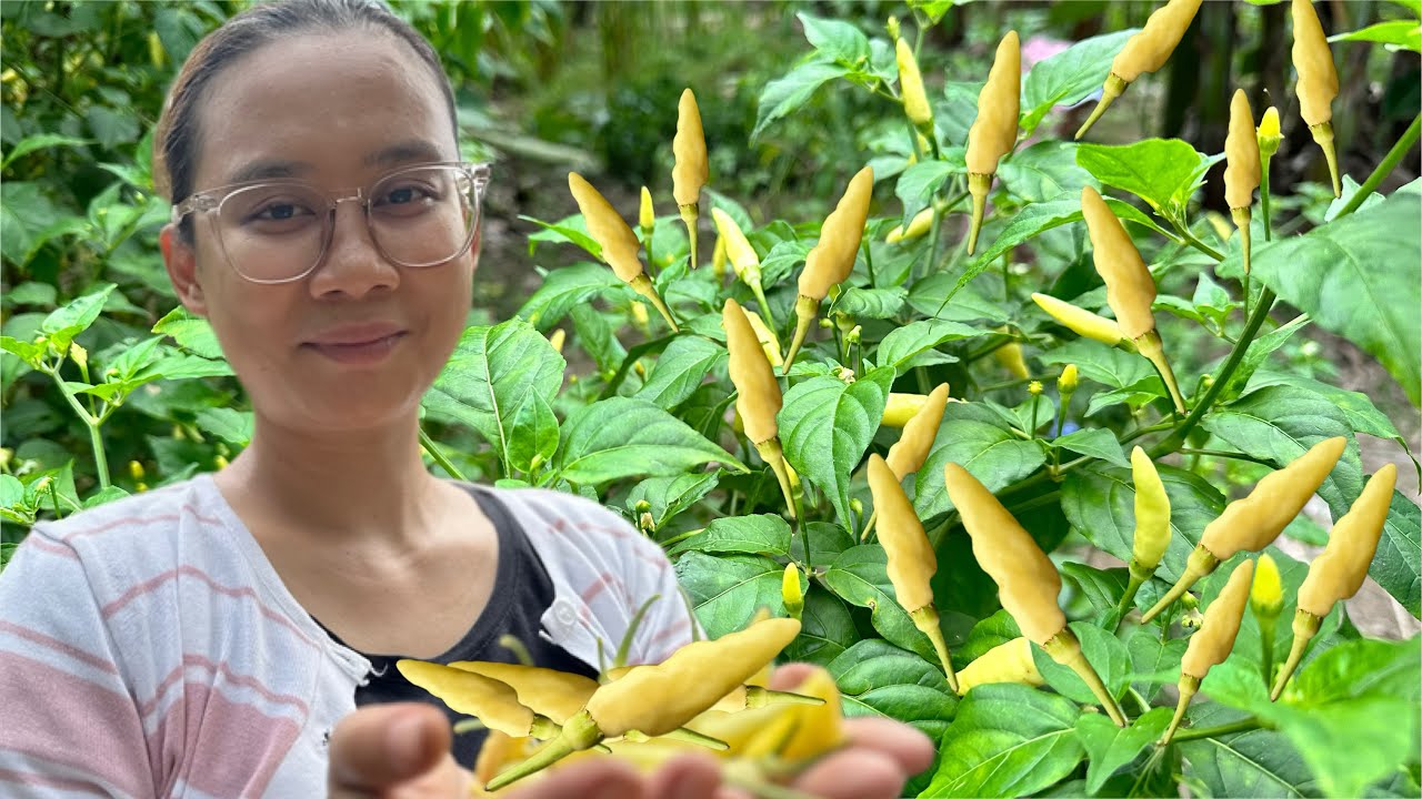 HANYA DI RANAU SABAH | THE LEGENDARY SABAH WHITE CHILI | HARVESTING ...