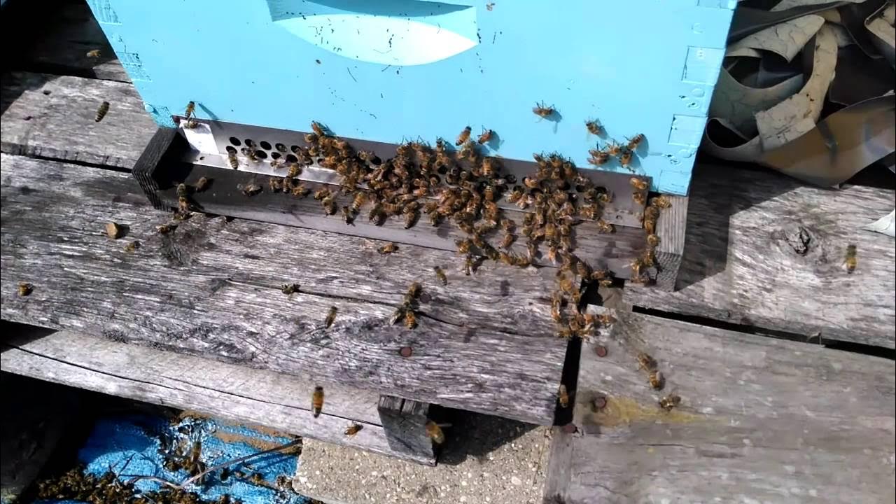 Robber Bees and How To Stop Them - YouTube