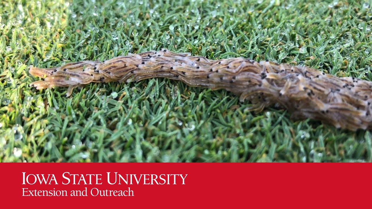 Sciarid Snake on Golf Green - YouTube