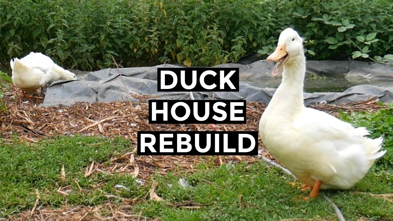 Safe Place For Broody Duck (Keeping Ducks) 2019 - YouTube