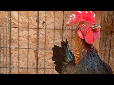 ไก่ชนเปรู Peruvian Gamefowl - YouTube