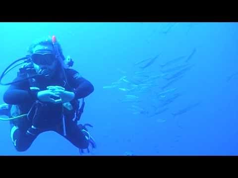 Barracudas - Atabol Dive Place, Sailing Dive Liveaboard MSY OKYANUS JD ...