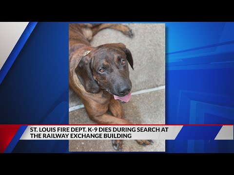 St. Louis Fire Dept. K-9 dies during search