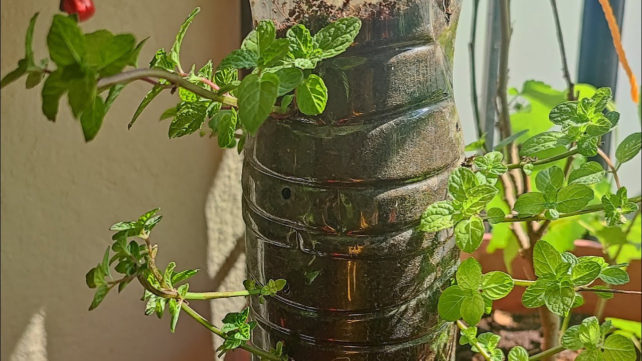 how to grow mint in plastic water bottle || mint grow in organic method ...
