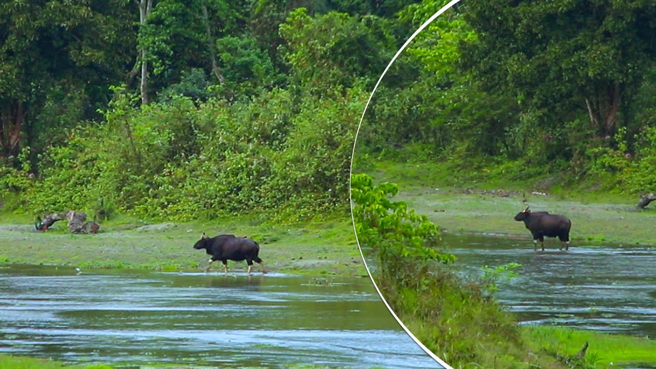 Gaur known as indian bisons crossing river - YouTube