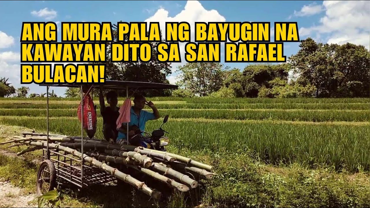 ANG MURA PALA NG BAYUGIN NA KAWAYAN DITO SA SAN RAFAEL BULACAN! - YouTube