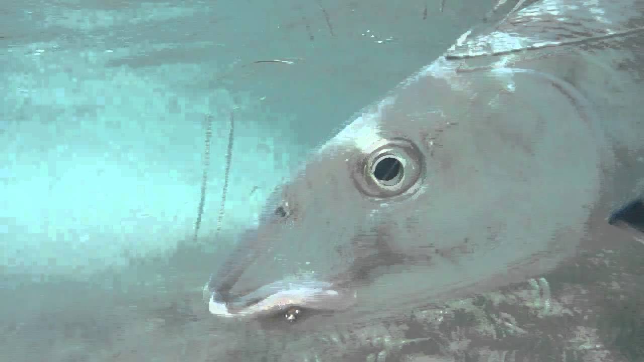 Bonefishing - underwater video - Fuzzy Wuzzy Fly - YouTube