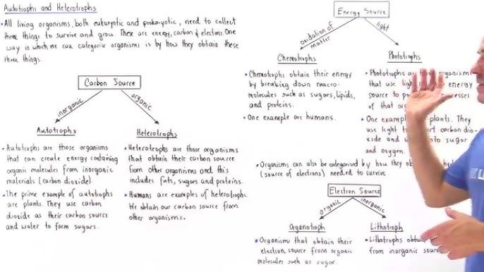Autotrophs And Heterotrophs Venn Diagram