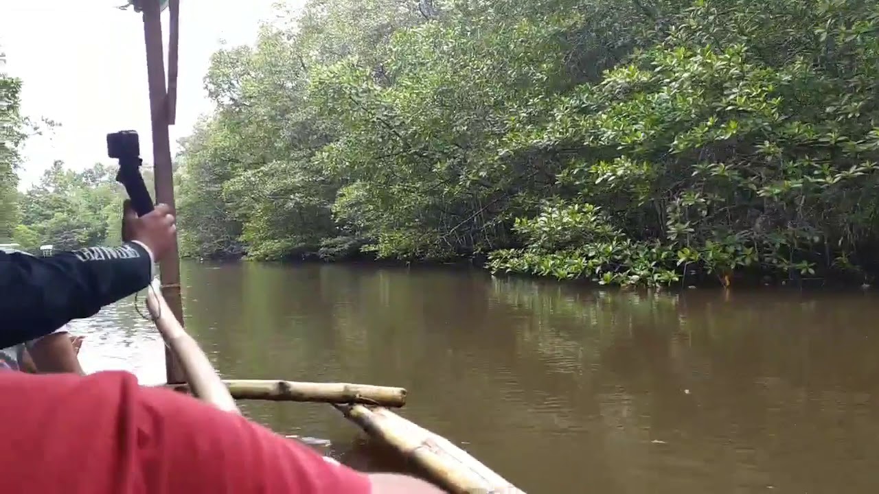 Singing in the mangroves - YouTube