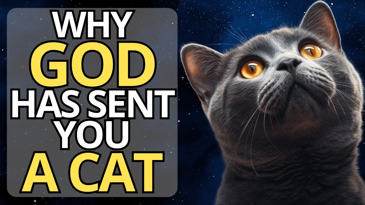 😺 Discover the SPIRITUALITY OF CATS | Why Has GOD BLESSED You with ...