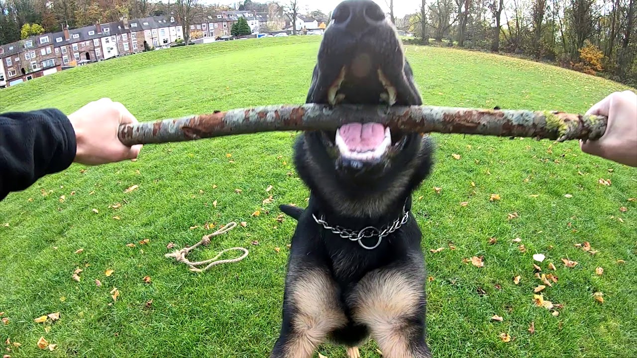 I love that stick, German Shepherd Lexi, Gopro 7 Slow motion. - YouTube