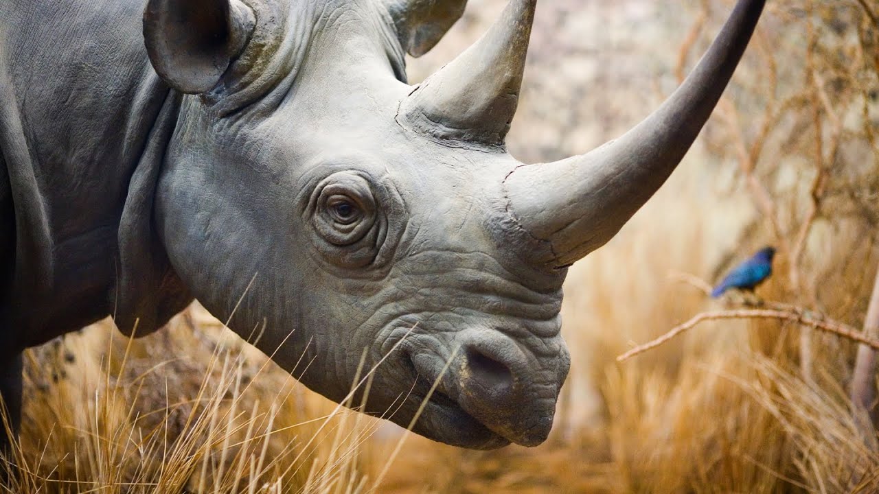 Incredible Rhino Facts | This horned mammal is one of the most ...