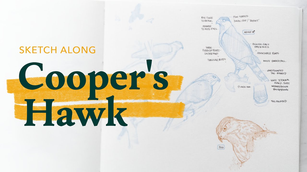 Drawing Birds: Cooper's Hawk | Sketch Along - YouTube