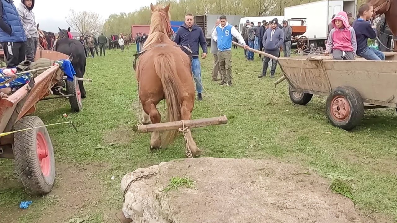 Cai probe de tracțiune 2023 - YouTube