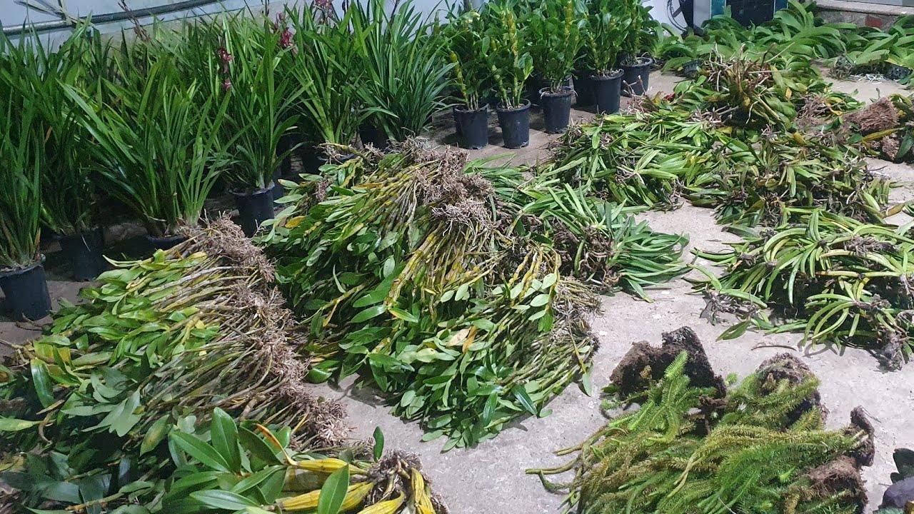 XẢ SÂU ẠNGÀY 9/12.LONG TU,VŨ NỮ,ĐỊA LAN, TRẦM TRẮNG,TRÚC PB,VANĐA,CHỚP ...