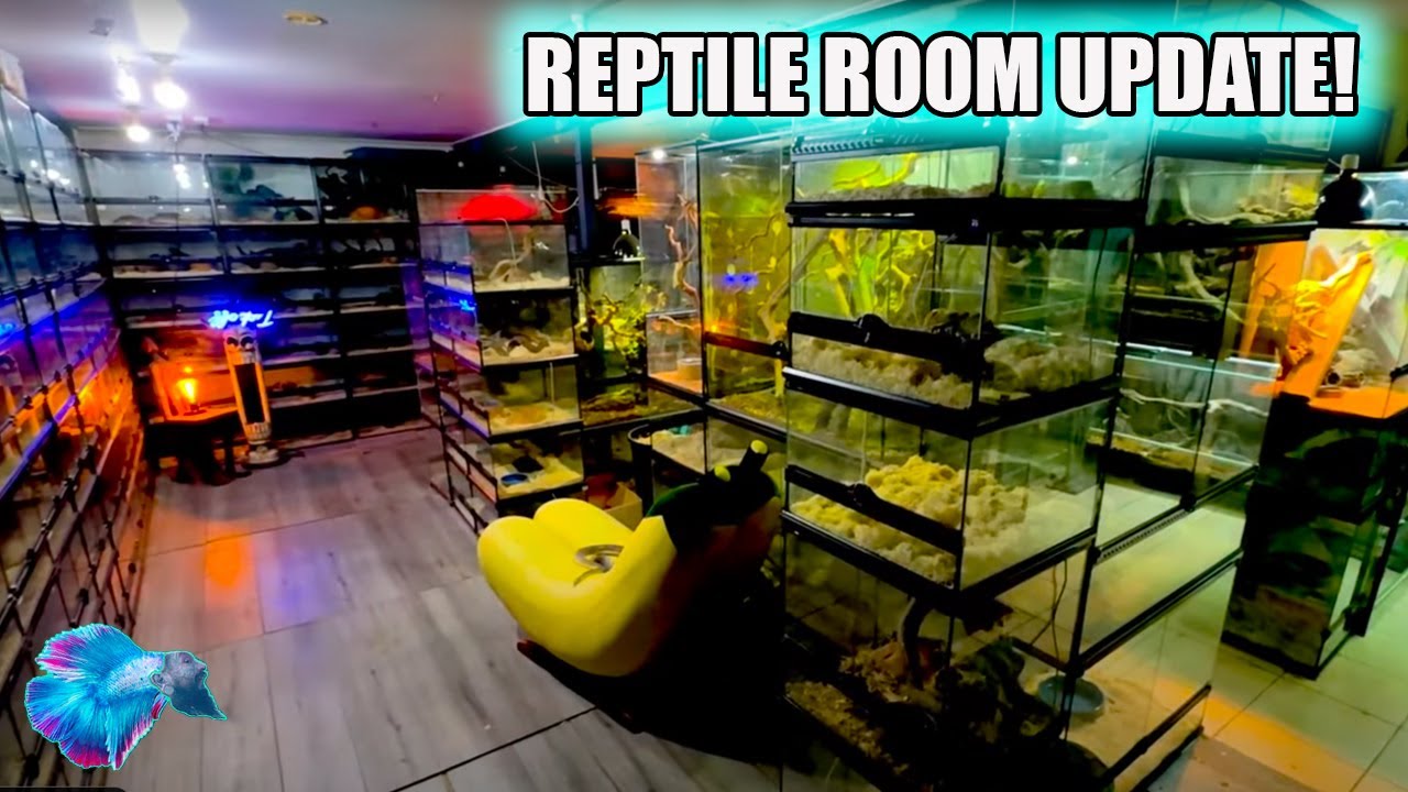 Snakes Reptile Room