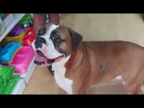 Boxer bath time - YouTube