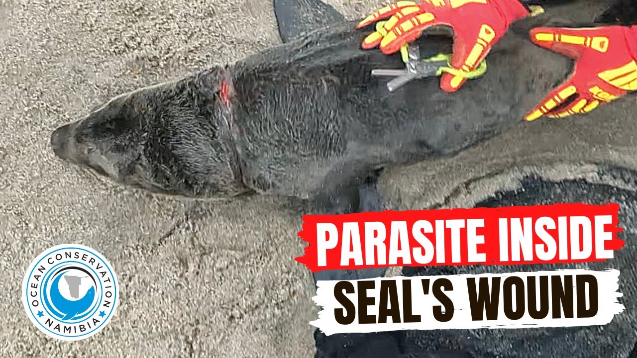 Parasite Inside Seal's Wound! - YouTube
